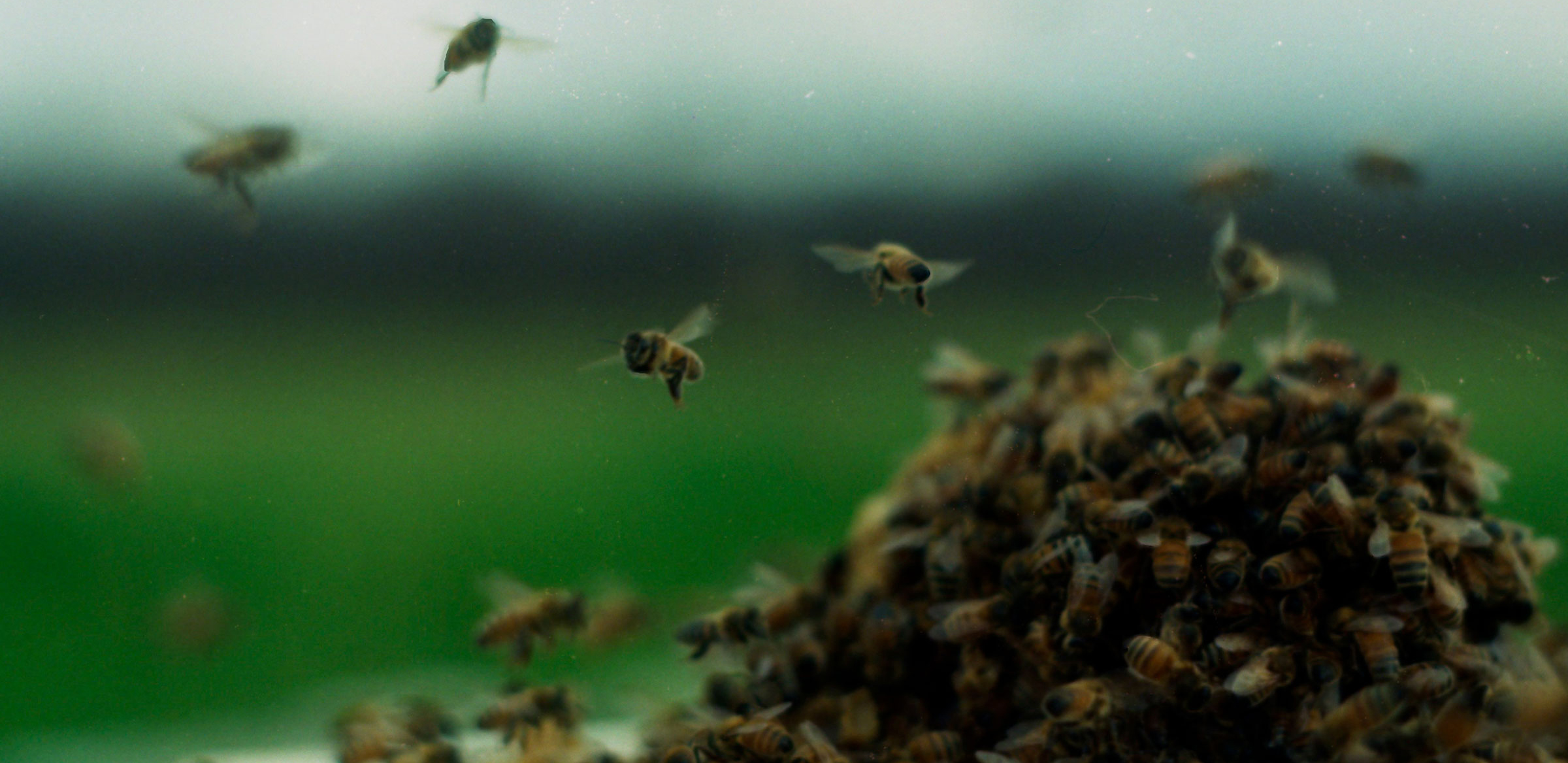 Sweet Success - Southern Cross University