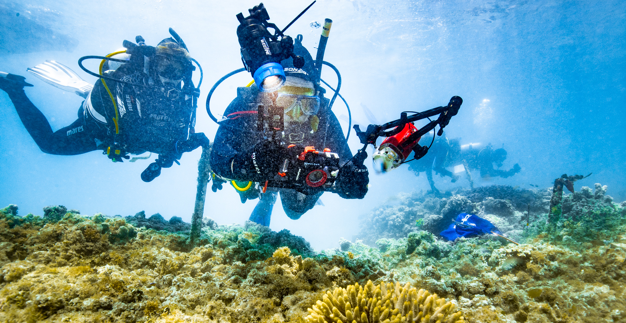 Inspired science brings hope for marine and reef systems - Southern ...
