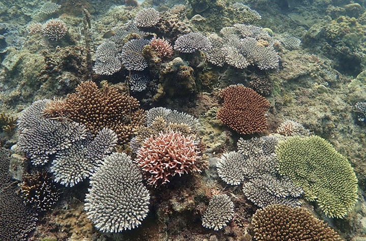 Evolution of Coral IVF enhances recovery of coral reefs - Southern Cross University