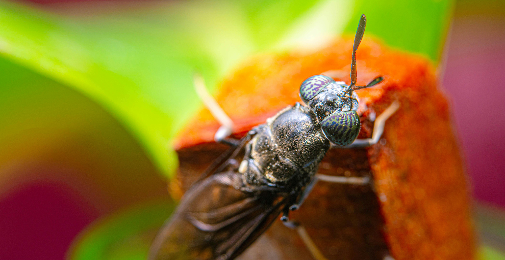 Are flies the solution to our plastic problem? SCU Buzz - Southern ...