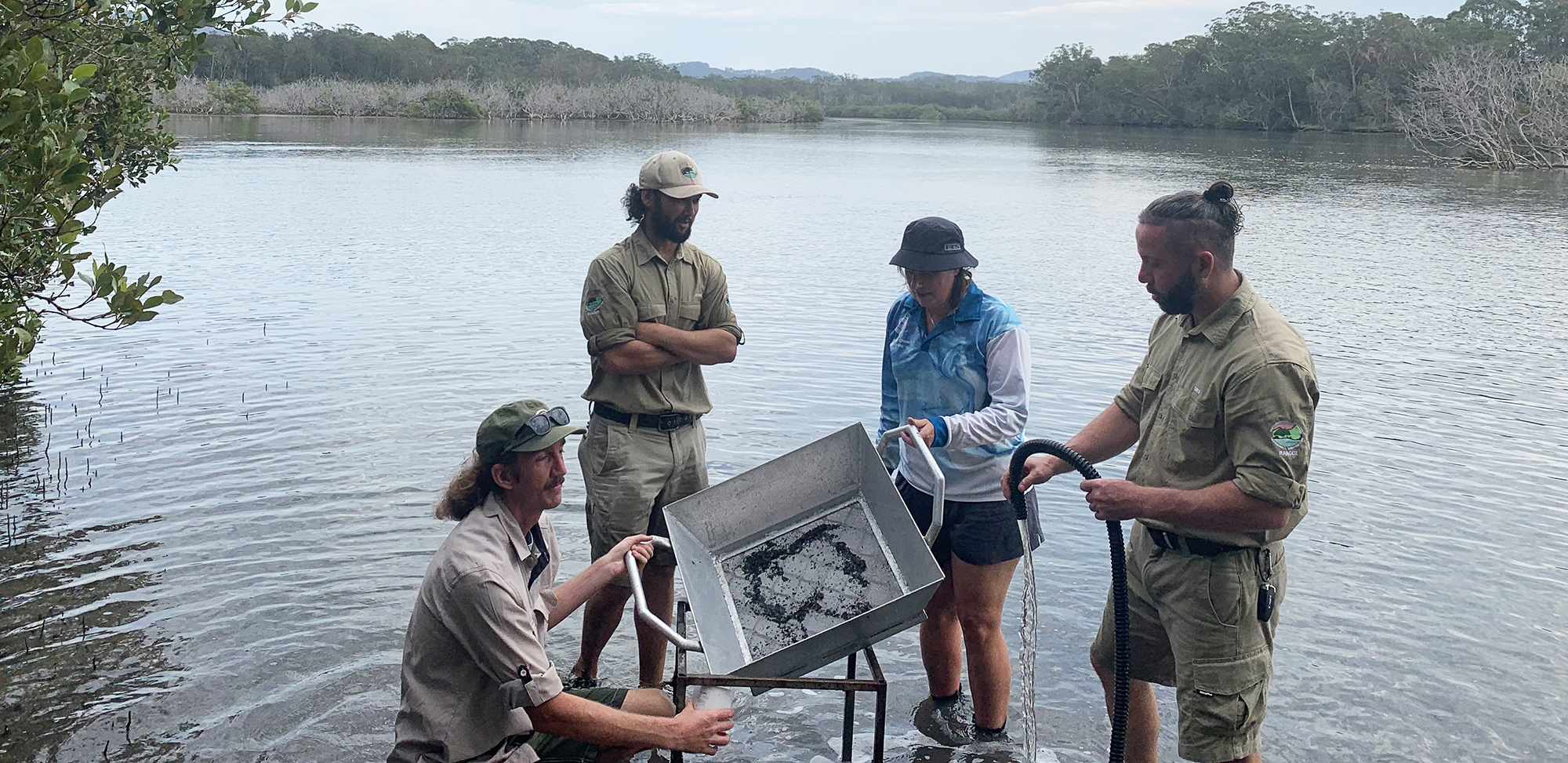 Mangrove dieback Boambee - Southern Cross University