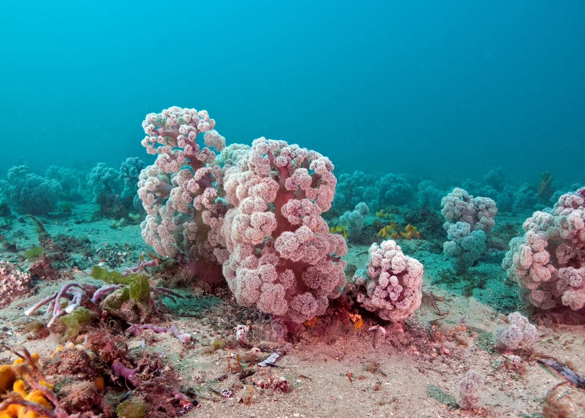 Purple cauliflower coral - Southern Cross University