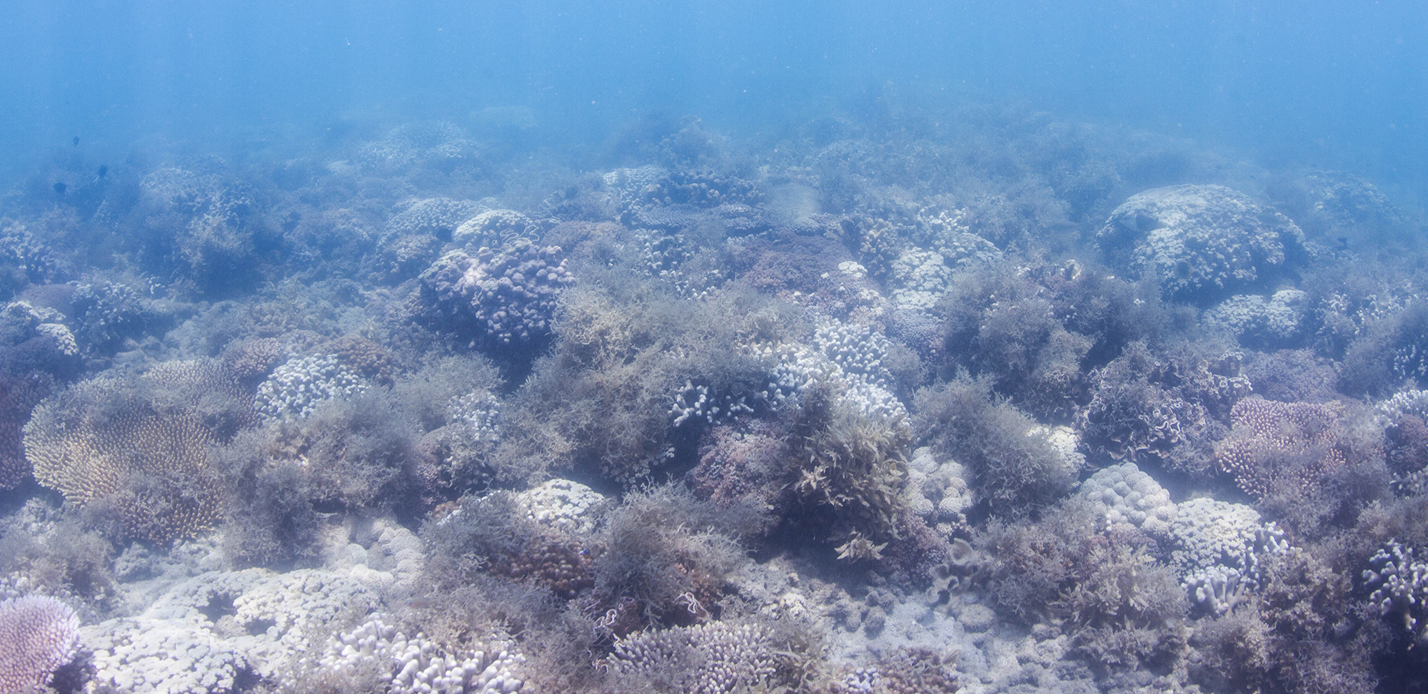 Groundwater into Great Barrier Reef - Southern Cross University
