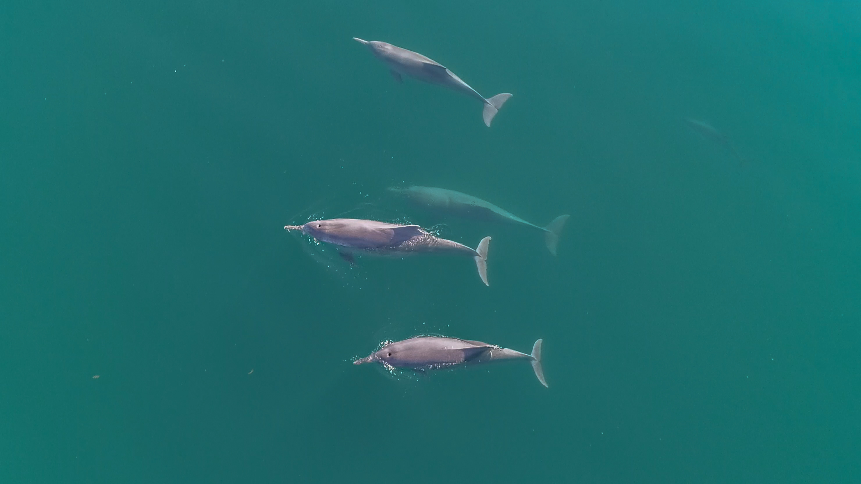 GBR dolphin project Daniele Cagnazzi - Southern Cross University