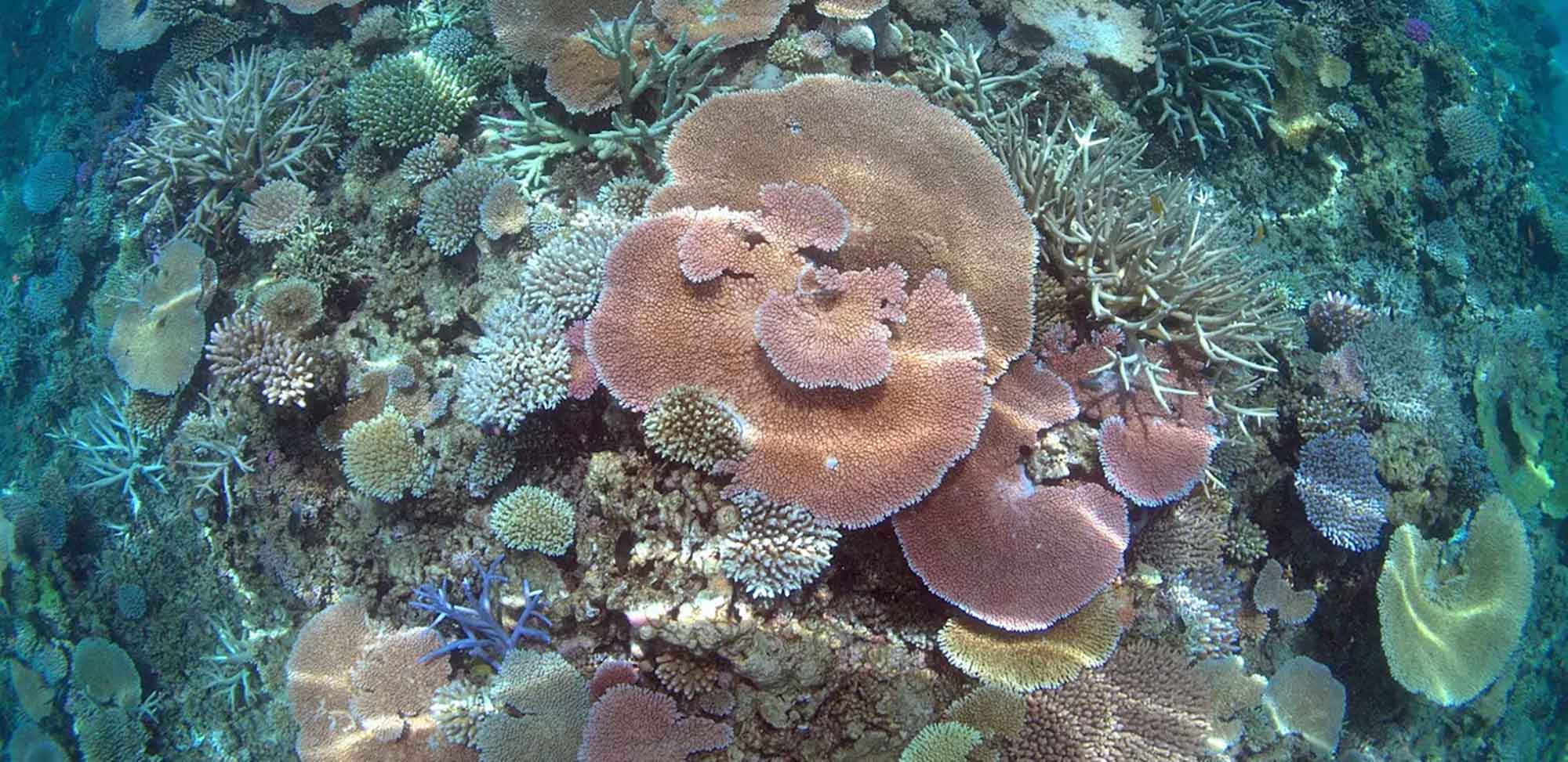 TC scientists discover heat-tolerant corals - Southern Cross University