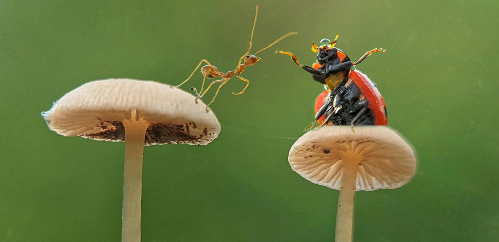 Global fungi from air samples - Southern Cross University