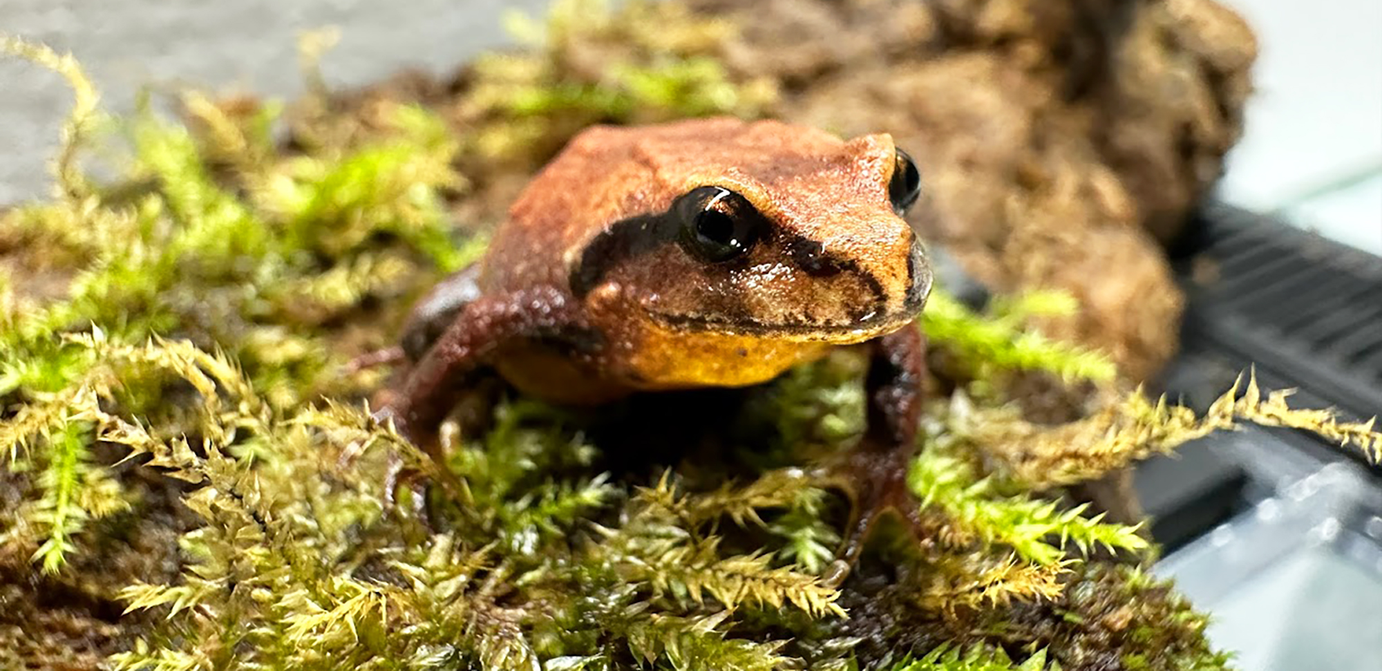 Federal Funding Boosts Mountain Frog Breeding Program | Mirage News