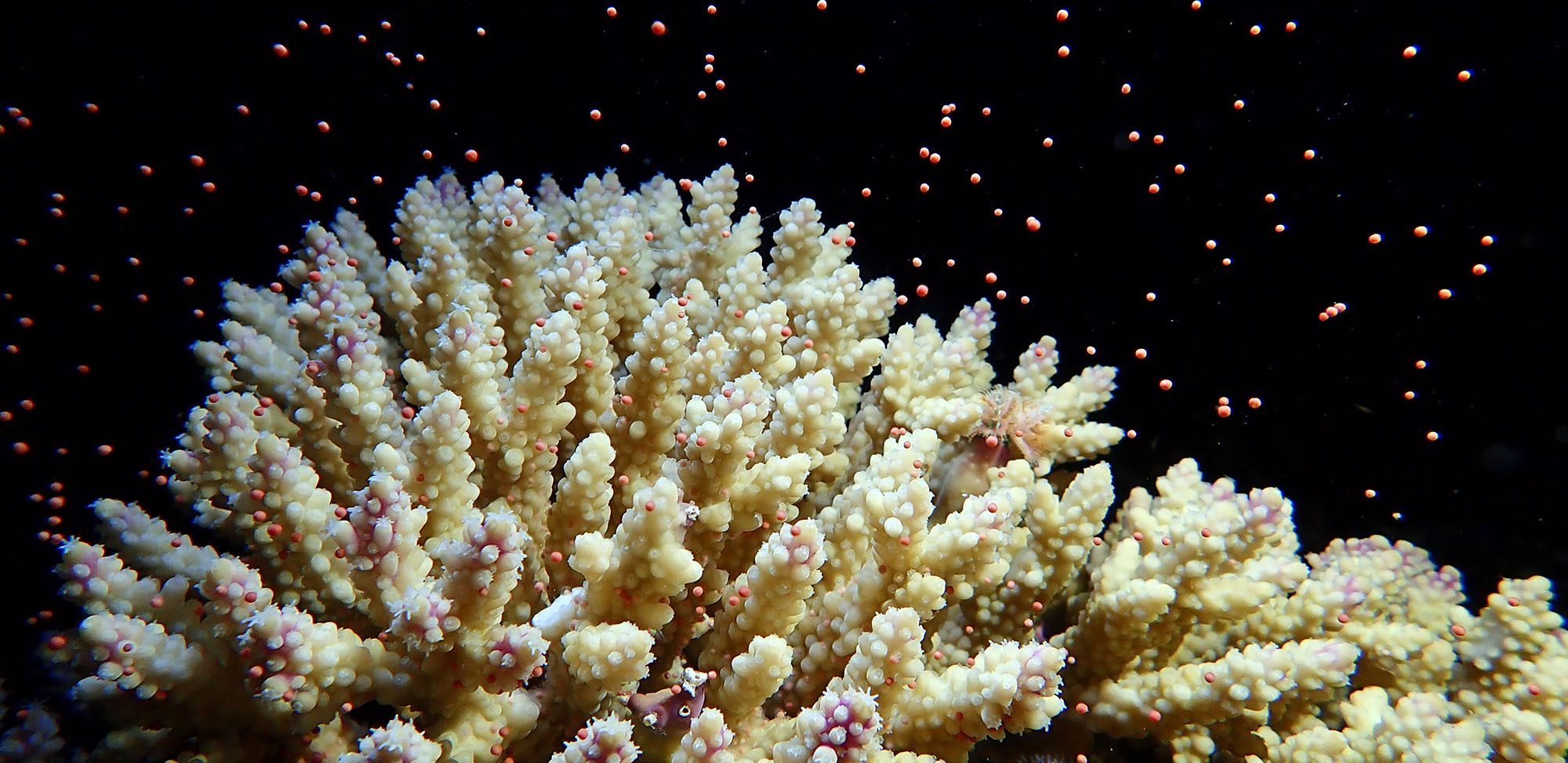 Coral Breeding Key for Great Barrier Reef Recovery | Mirage News