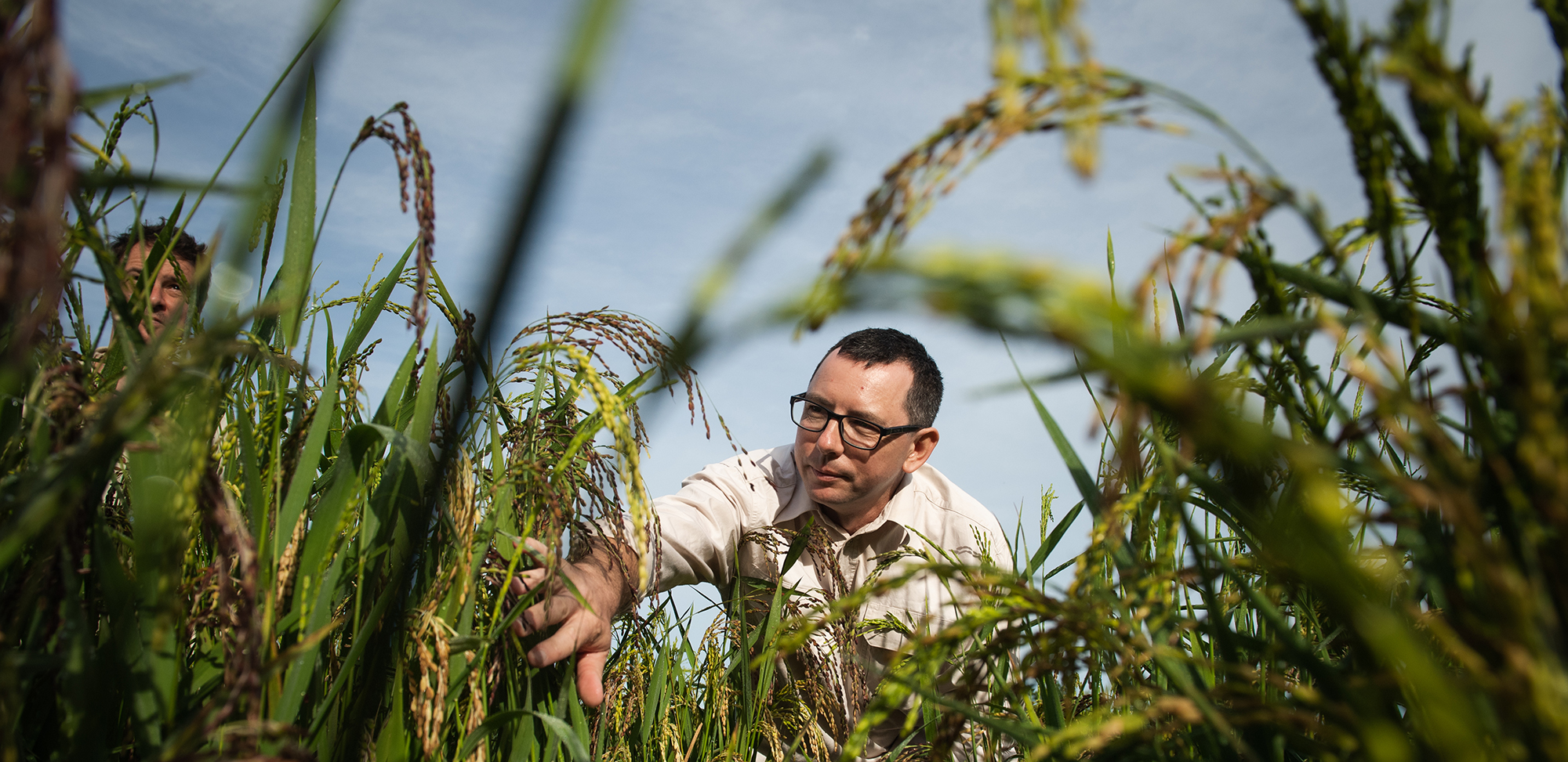Climate smart rice ARC - Southern Cross University