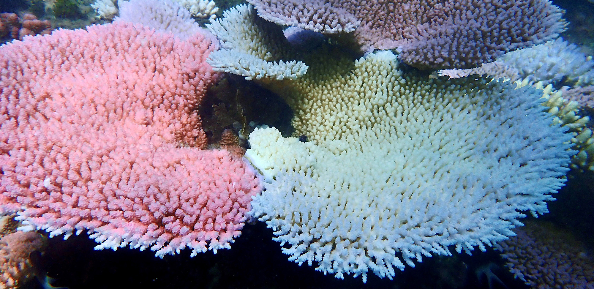 Coral heat tolerance - Southern Cross University