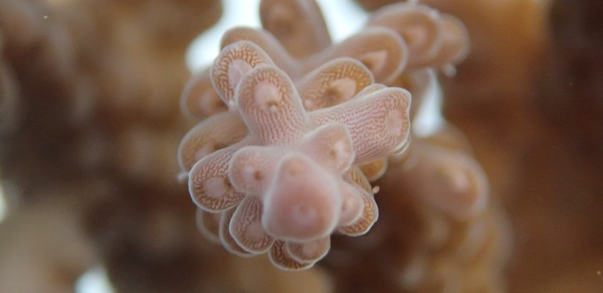 Coral reef modelling - Southern Cross University