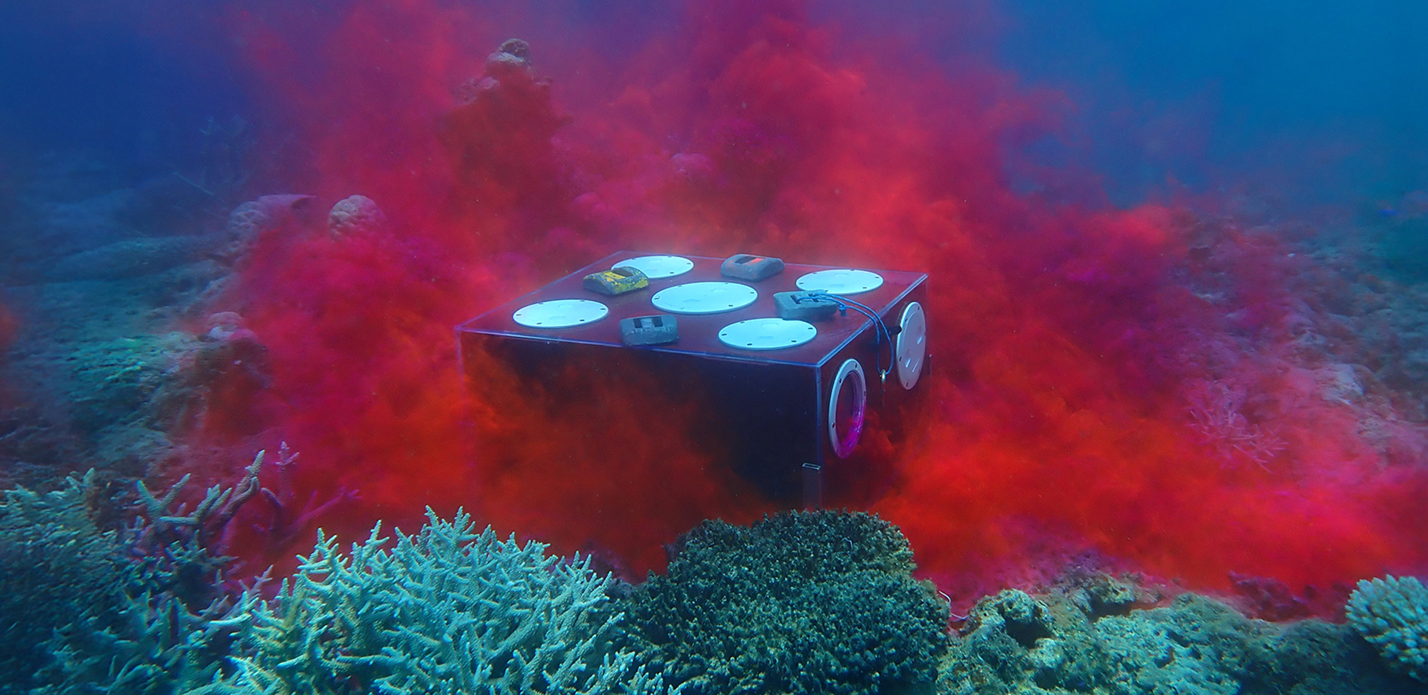 Coral larval seedbox technology - Southern Cross University