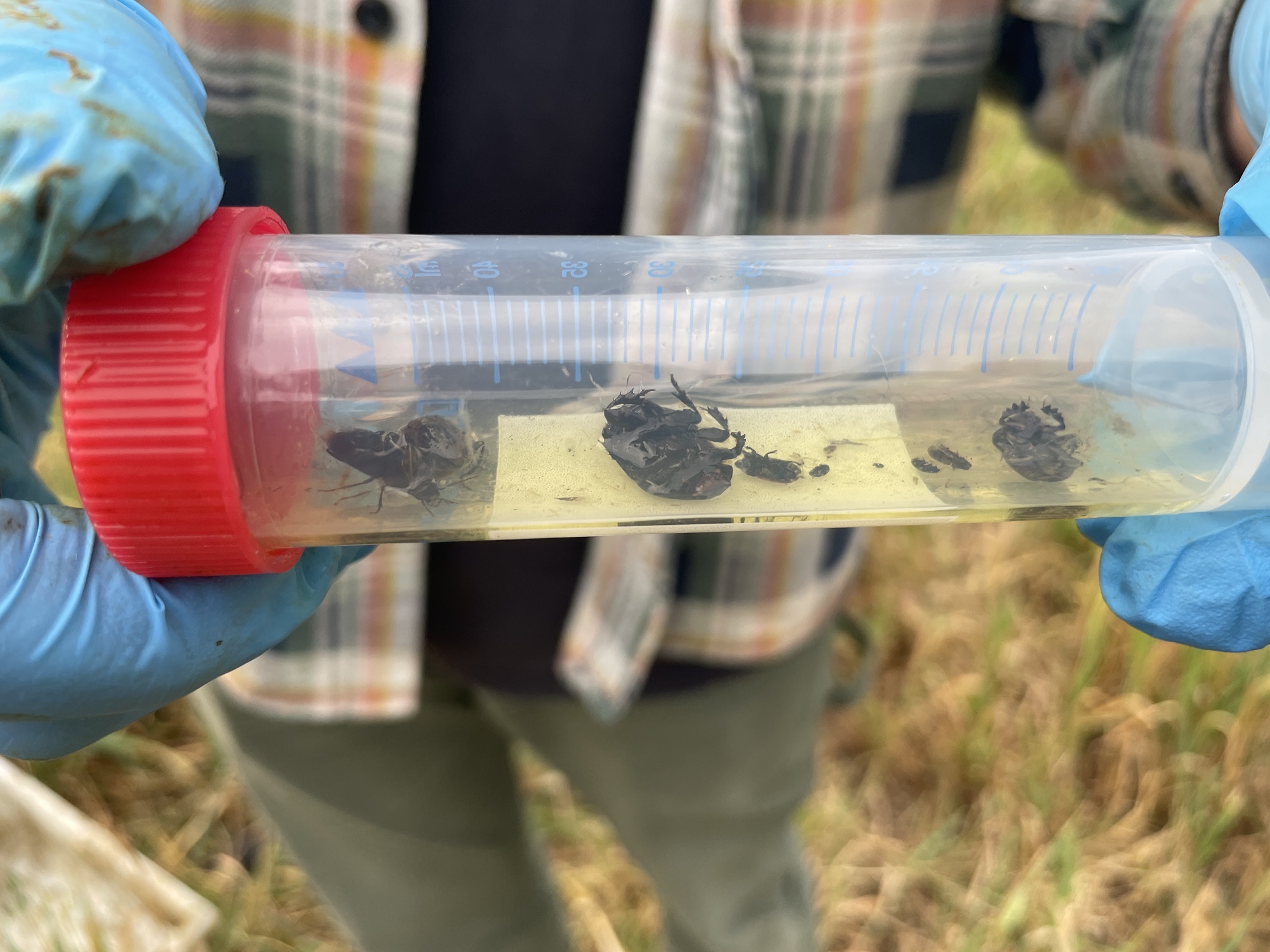 Dung beetle research - Southern Cross University
