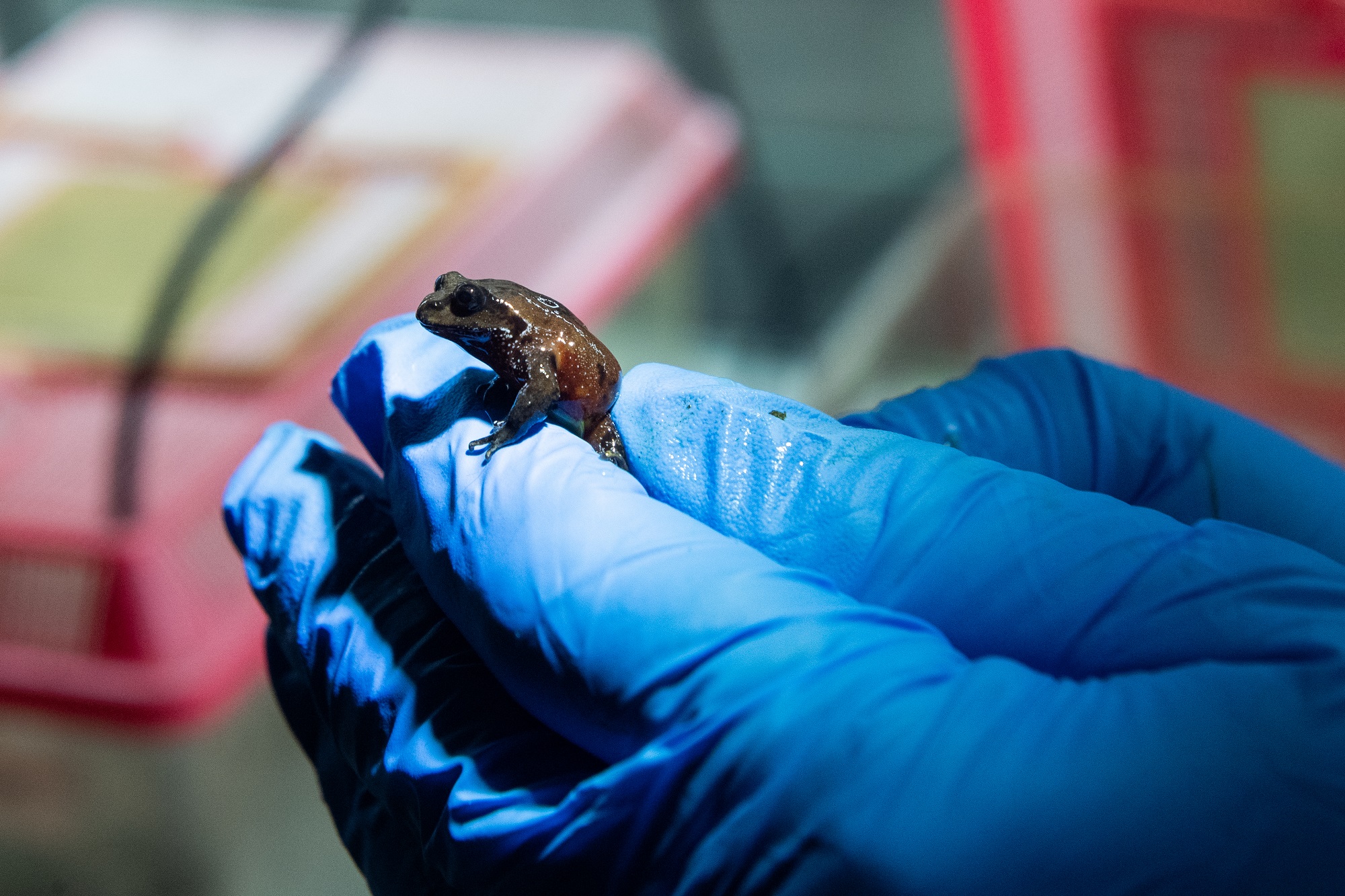 Hope for Tiny Endangered Mountain Frog | Mirage News