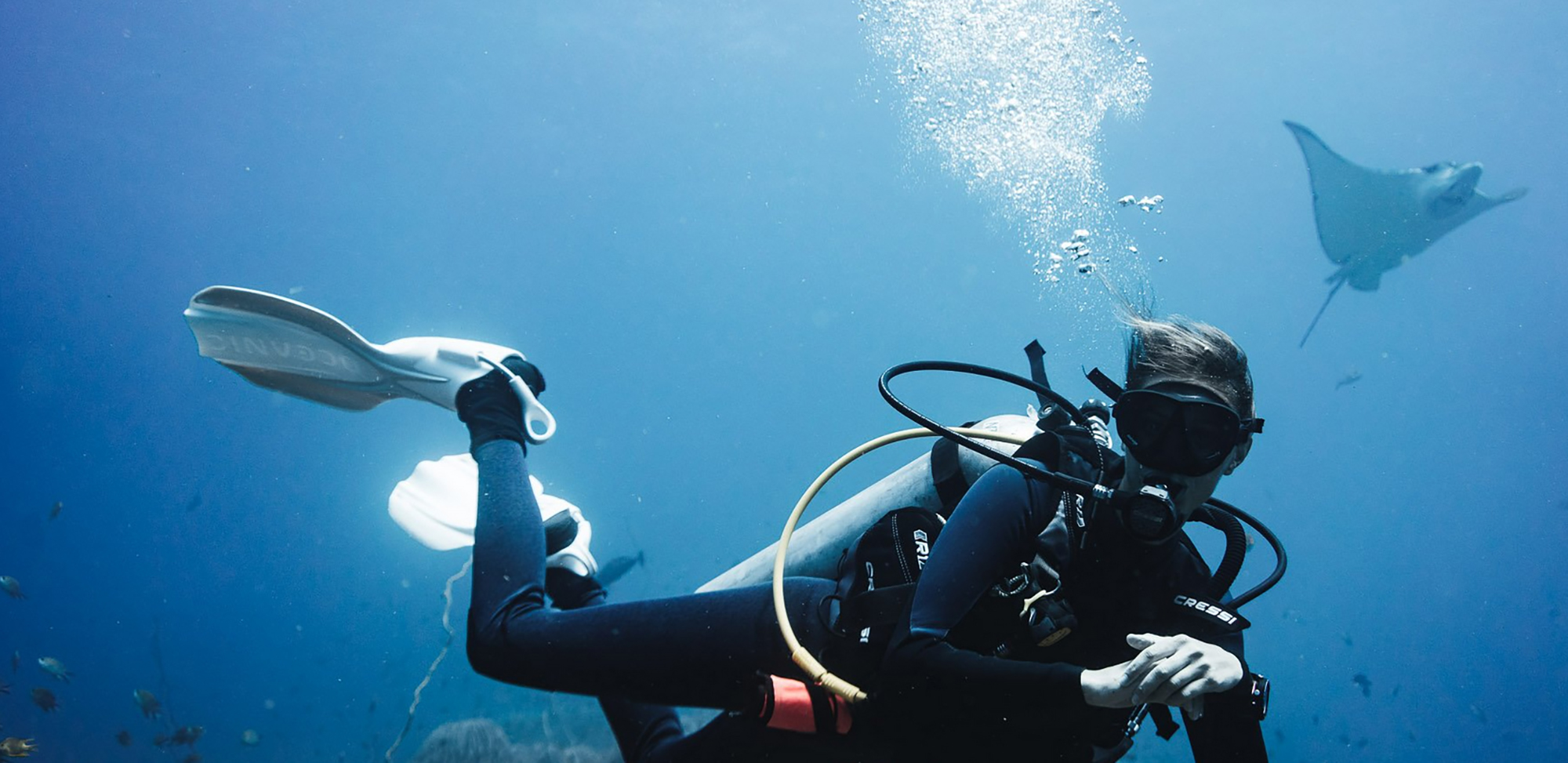Sea cucumber PhD scholarship - Southern Cross University