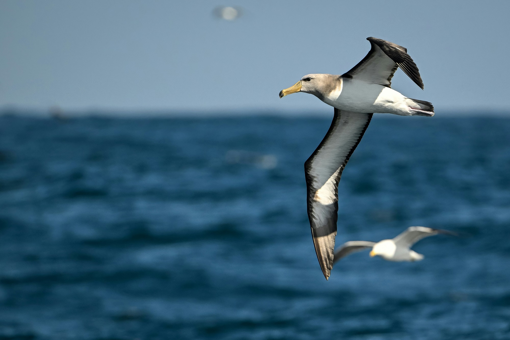 Scientists Unite for Global Bird List | Mirage News