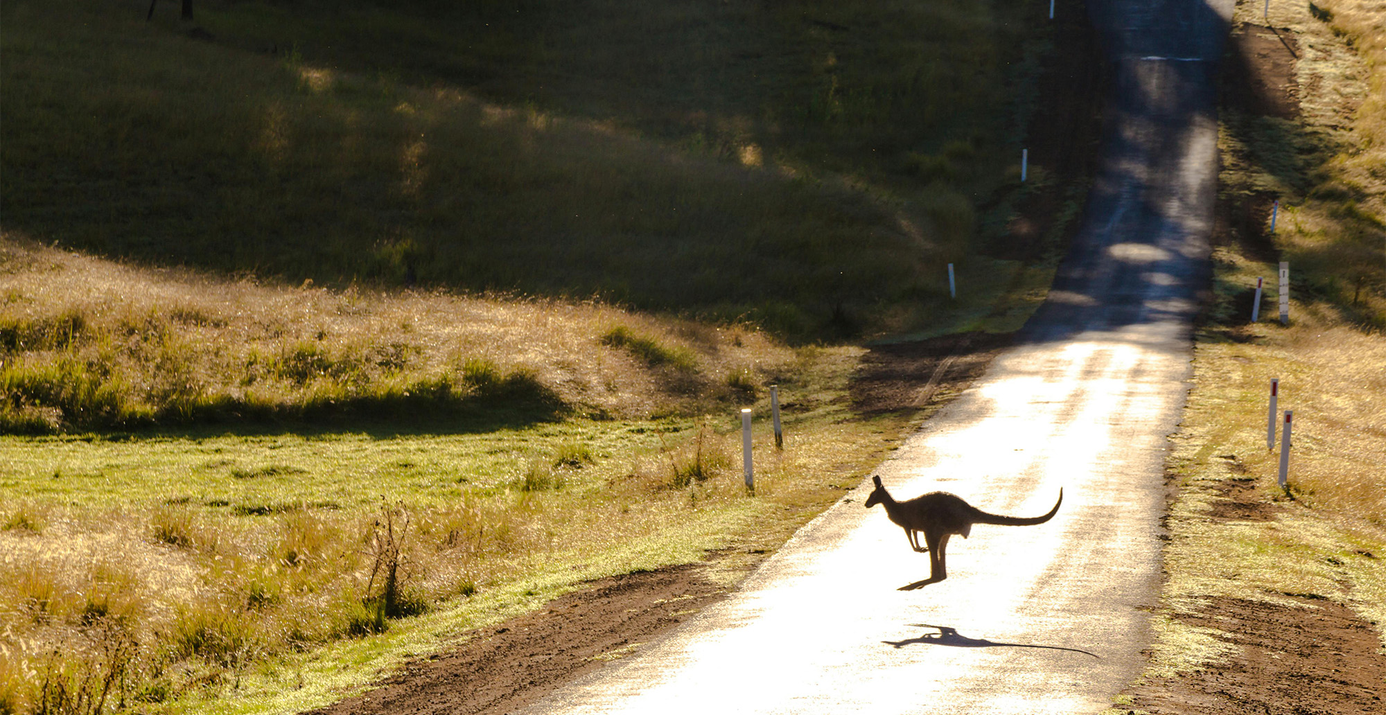 Protected, resource or pest? The rights of animals under Australian law ...