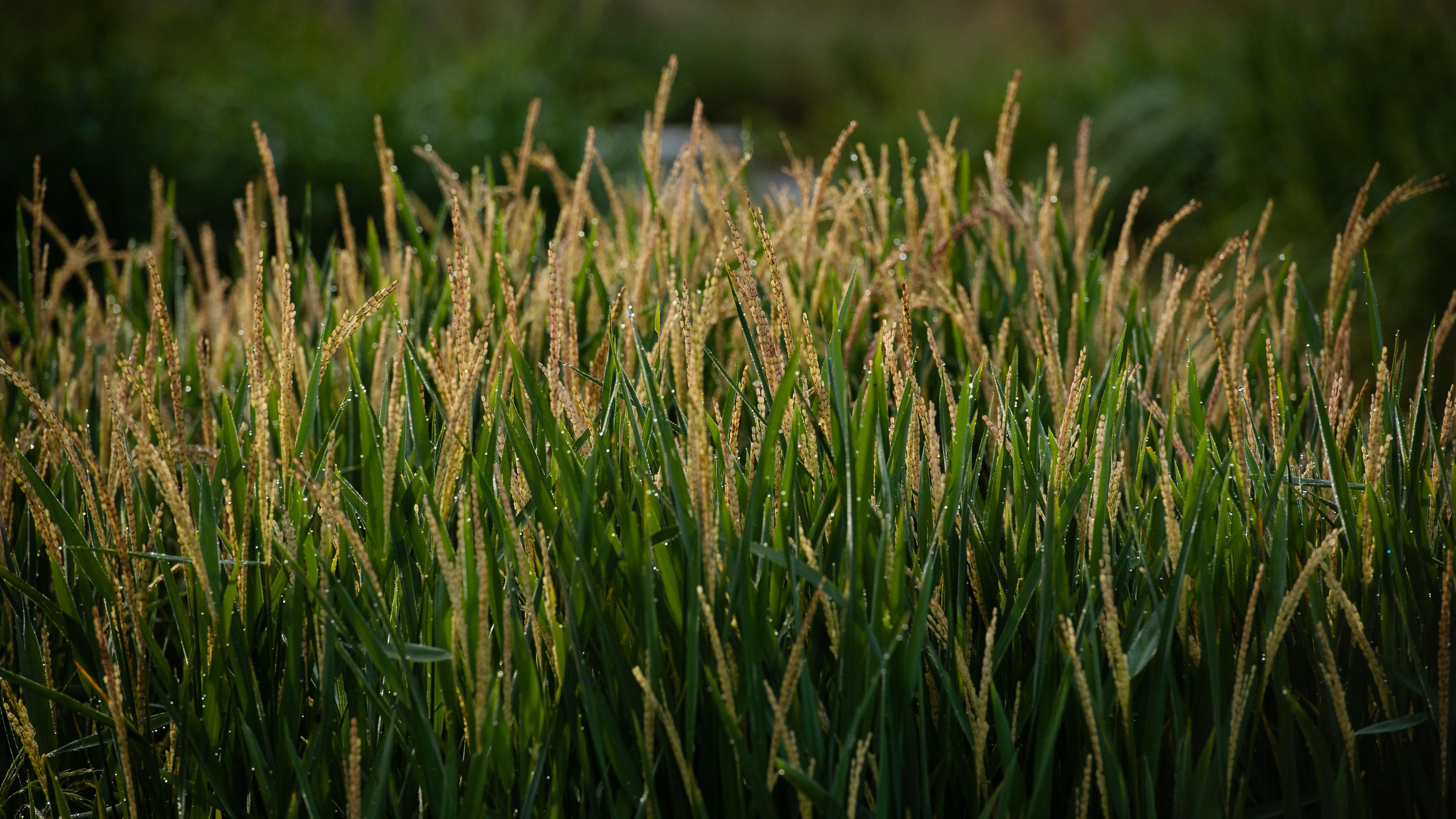 Research Stories - Southern Cross University